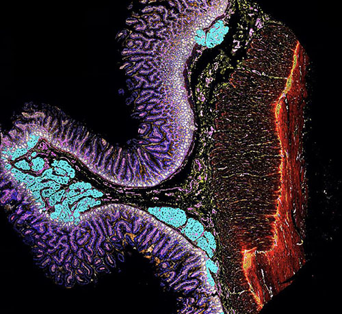 The Human BioMolecular Atlas Program (HuBMAP) | NIH Common Fund